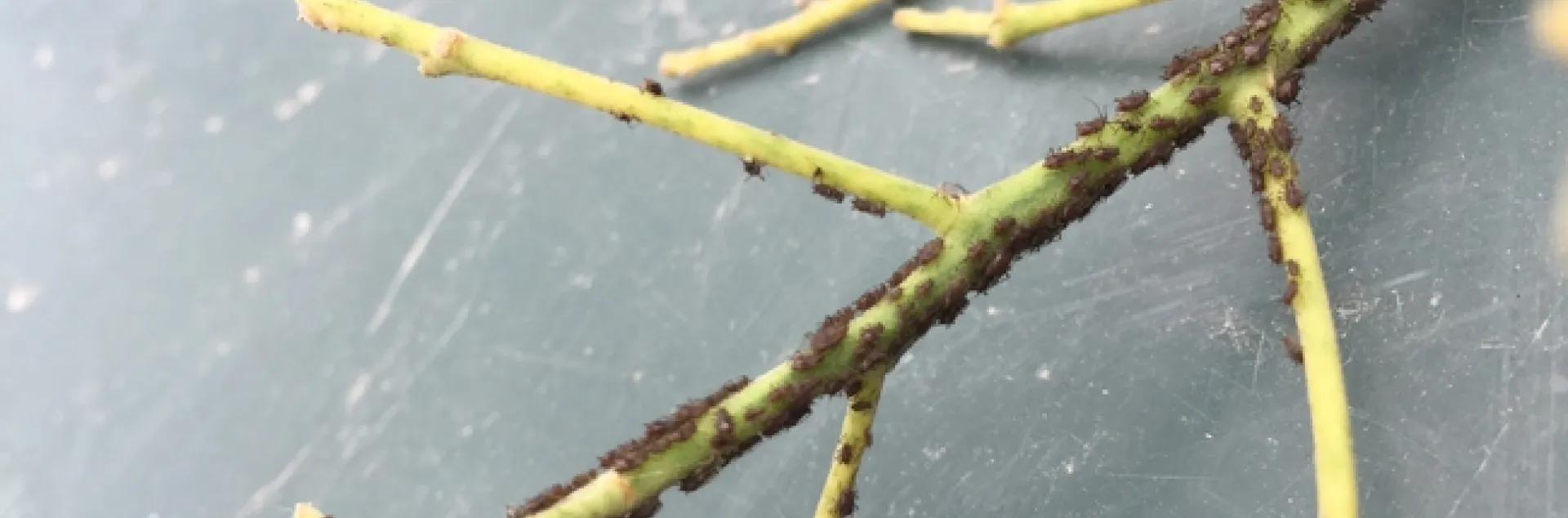 Avocado Aphids? | UC Agriculture and Natural Resources