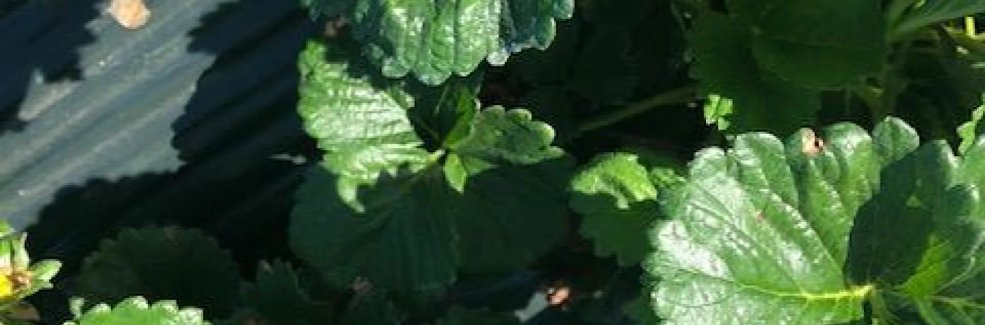 Comparing Phytotoxicity Damage with Zythia | UC Agriculture and Natural ...