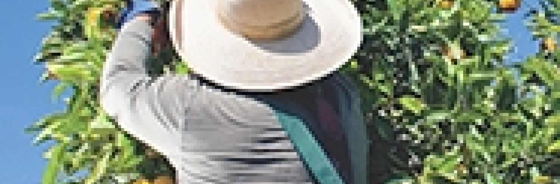 Citrus IPM Update | UC Agriculture and Natural Resources