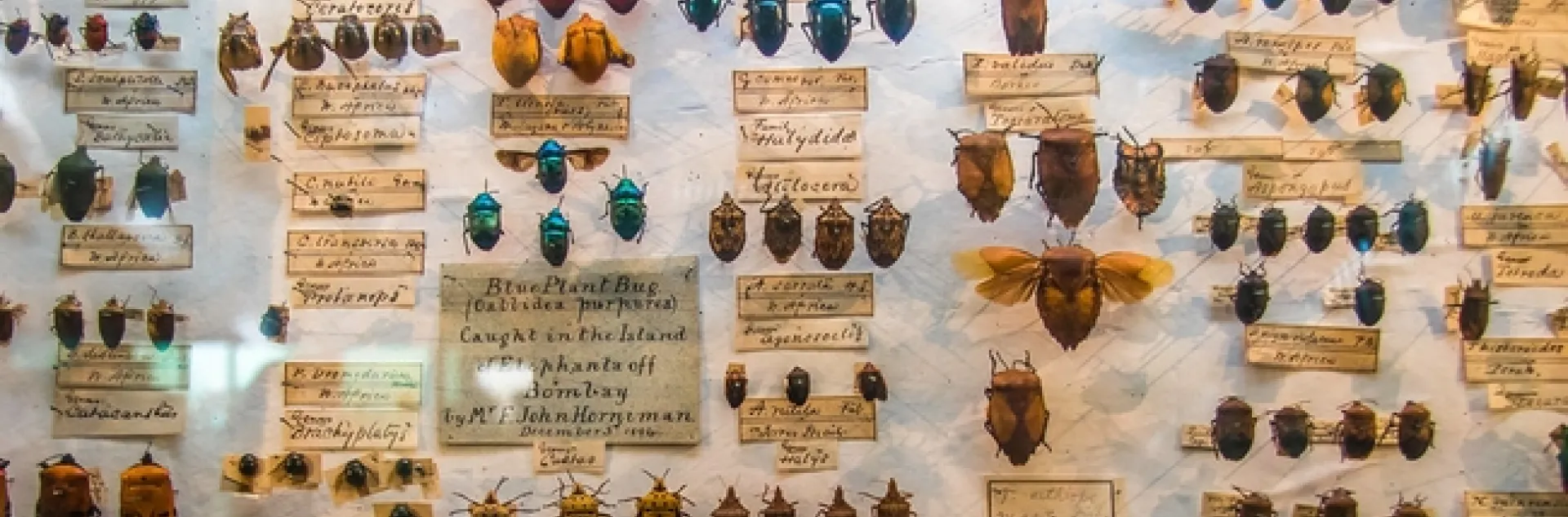 Bug Collection Basics Workshop May 14, 2019 | The Stanislaus Sprout