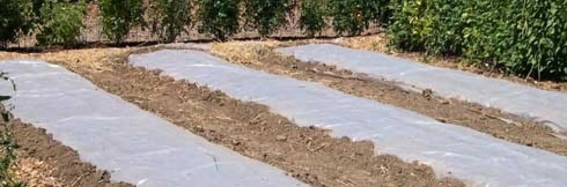 Solarizing Soil to Fight Pests | UC Agriculture and Natural Resources