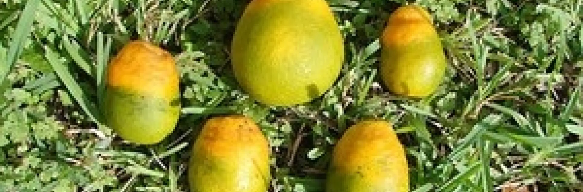 Citrus HLB BMP's | UC Agriculture and Natural Resources