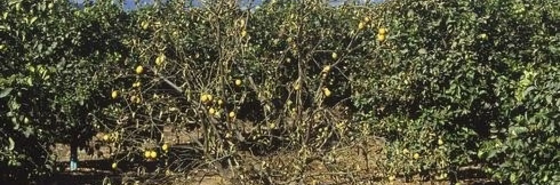 Here Comes Citrus Dry Root Rot | UC Agriculture and Natural Resources