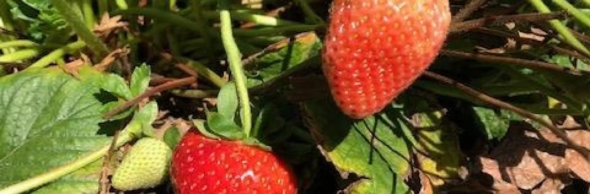 New UC Strawberry Varieties: News Release | UC Agriculture and Natural ...
