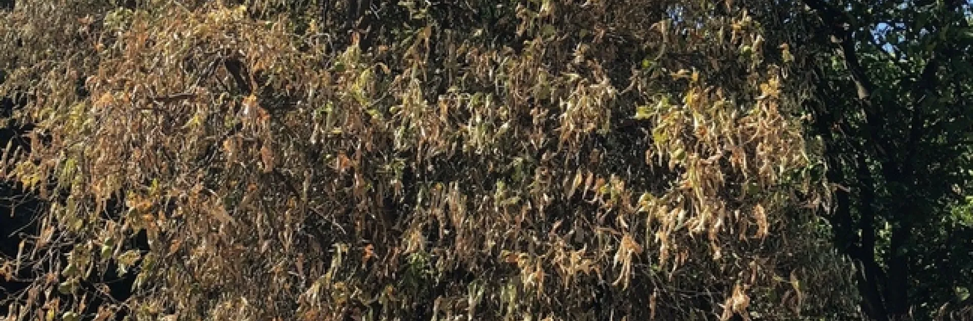 Citrus Dry Root Rot | UC Agriculture and Natural Resources