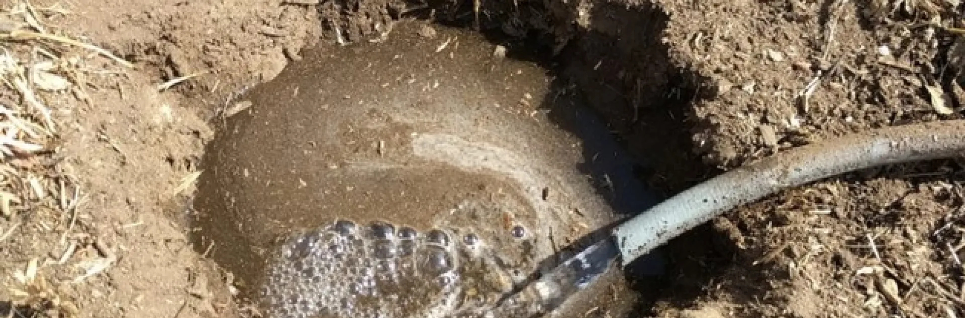 Avocados & Other Trees Blog | UC Agriculture and Natural Resources