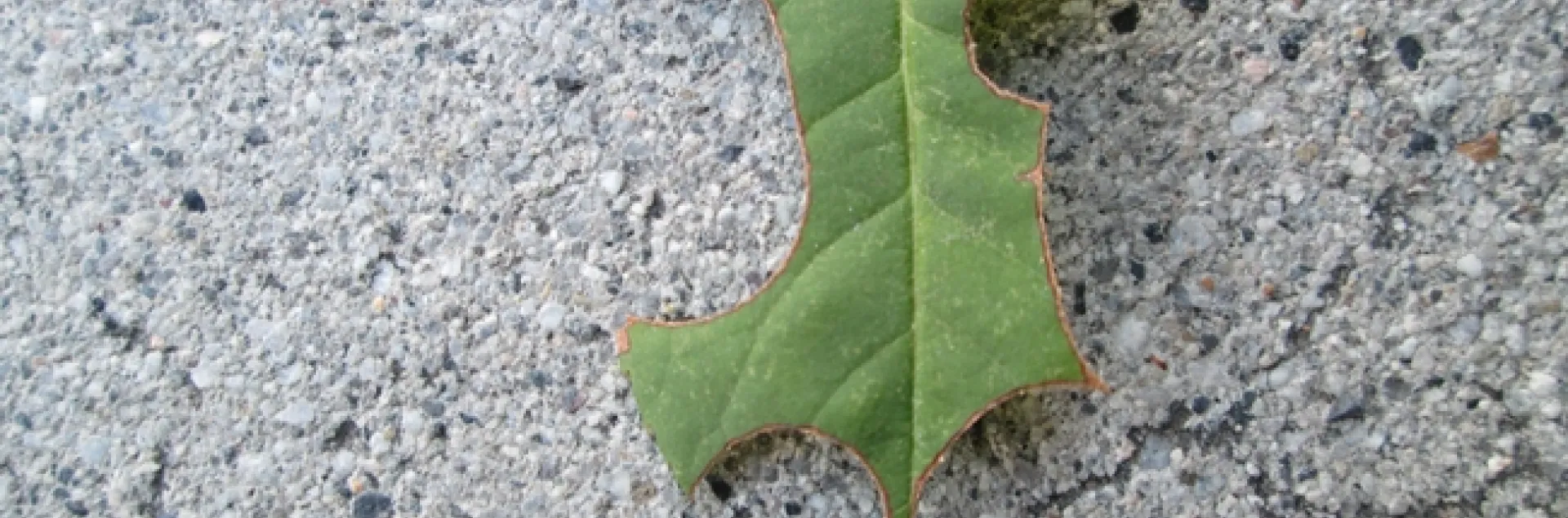 Recognizing the Causes of Leaf Damage. | UC Agriculture and Natural ...
