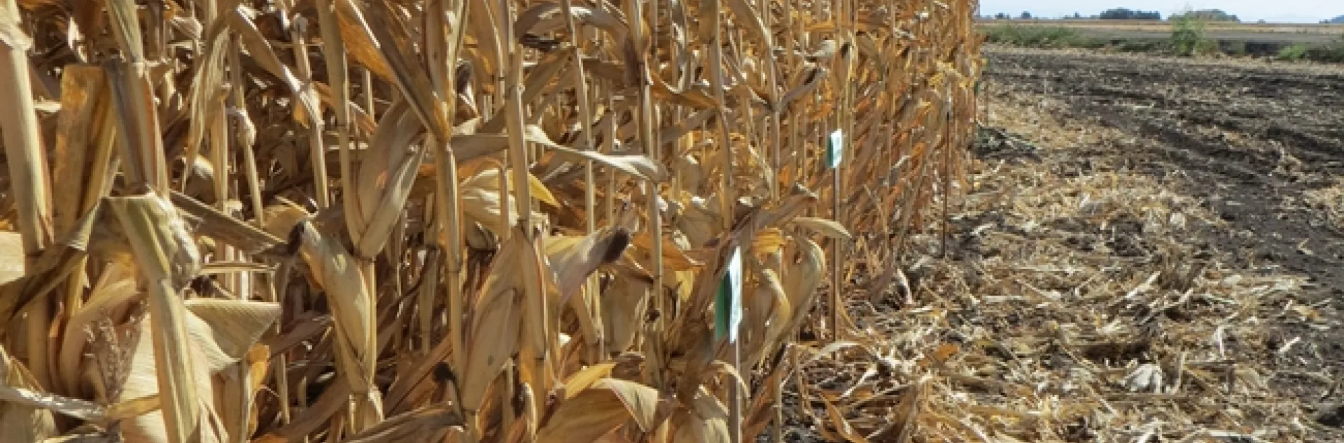 2019 Delta Corn and Small Grains Meeting | UC Agriculture and Natural ...