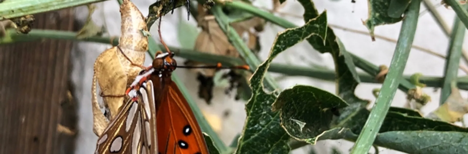 Gulf Fritillary: A Glorious Butterfly | UC Agriculture and Natural ...