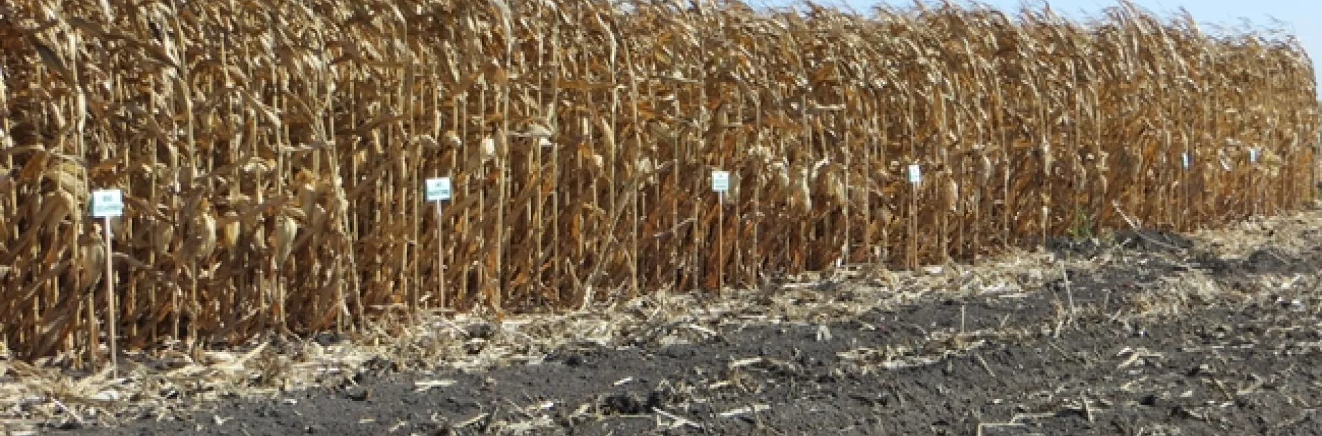 2019 Field Corn Variety Trial Results | SJC and Delta Field Crops