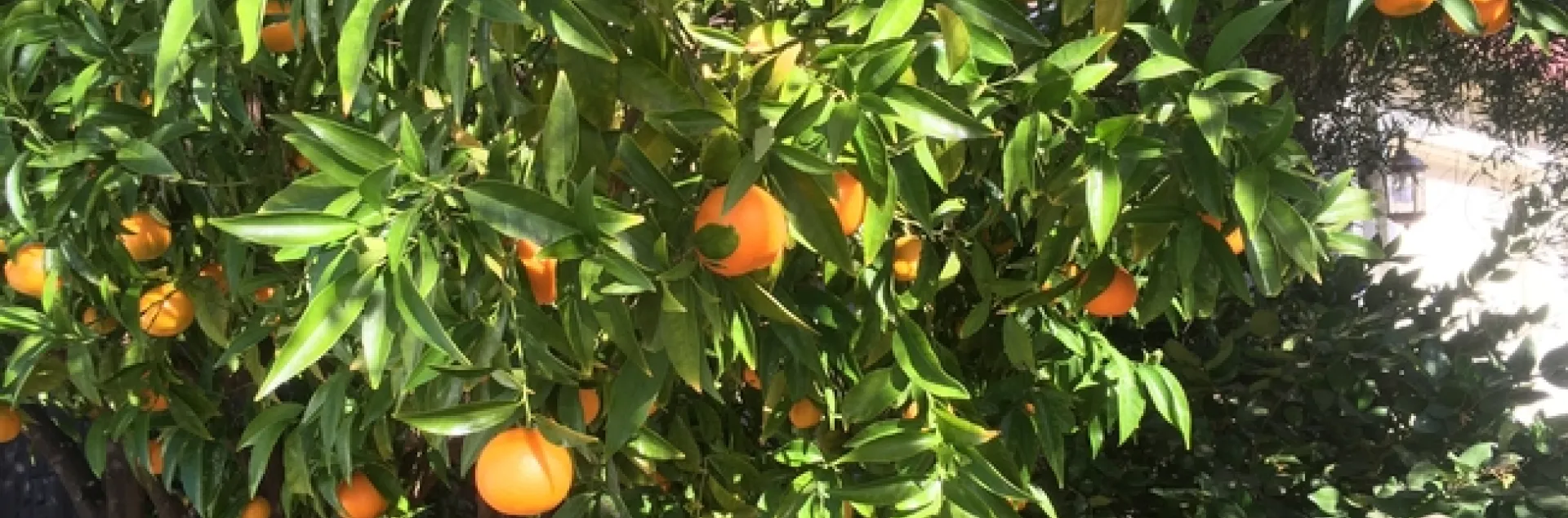 My Little Tree | UC Agriculture and Natural Resources