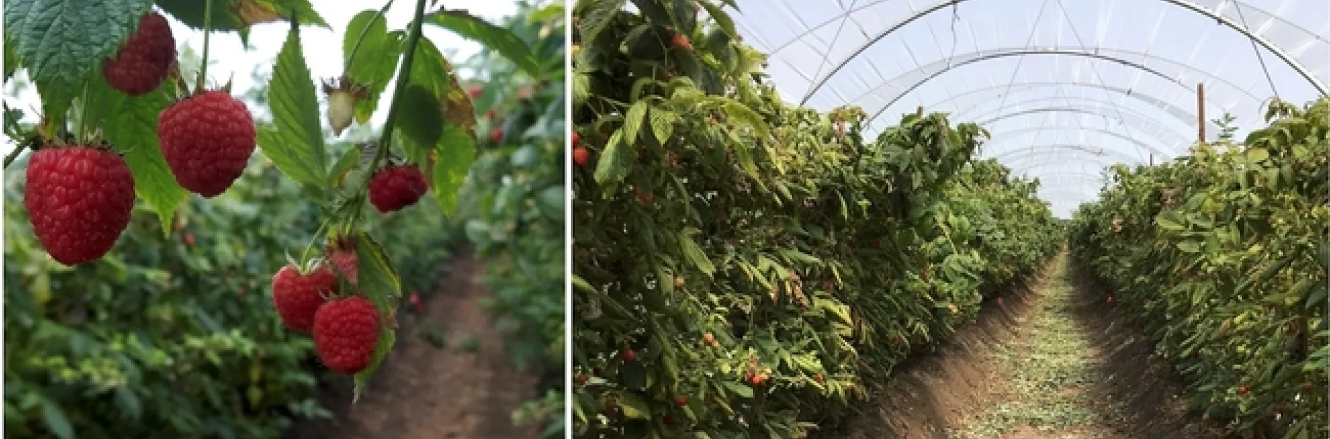 Fresh Market Raspberry in California | UC Agriculture and Natural Resources