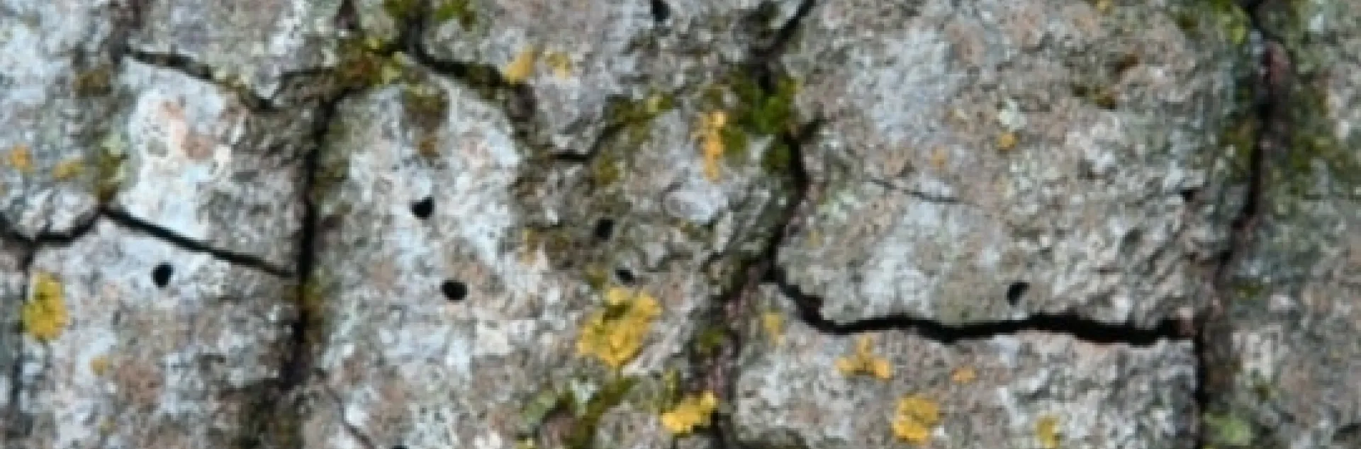 Watch out for the Goldspotted Oak Borer in our Local Mountains ...