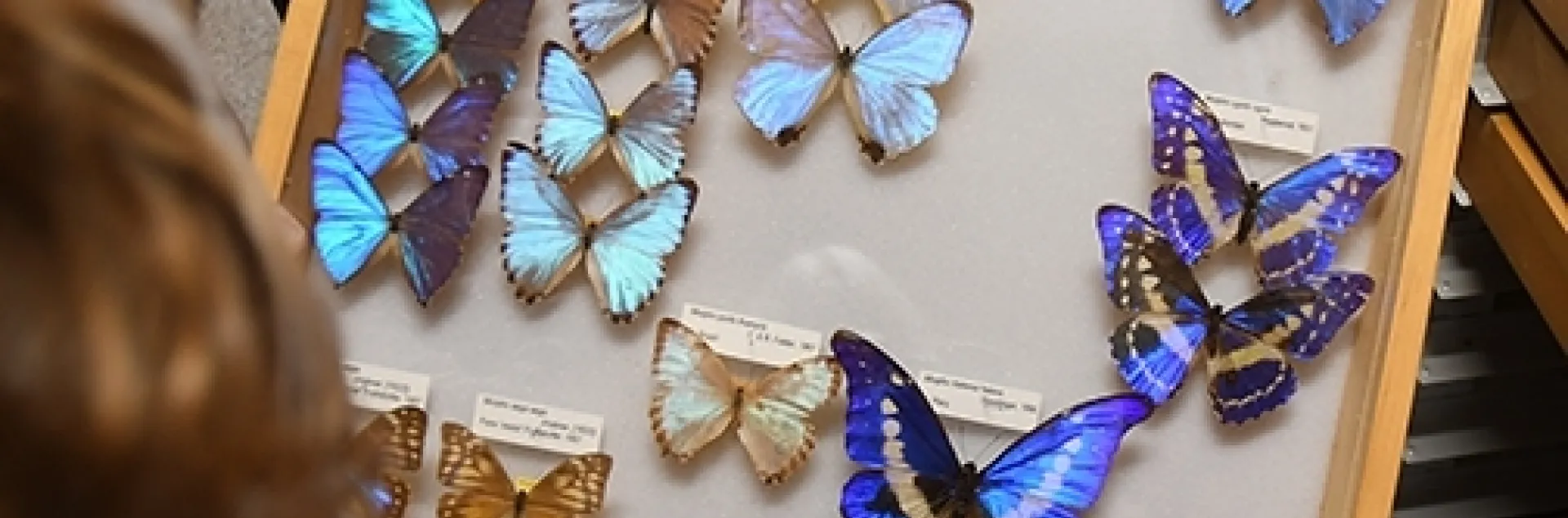 No Bohart Museum of Entomology Open House on March 21 | UC Agriculture ...