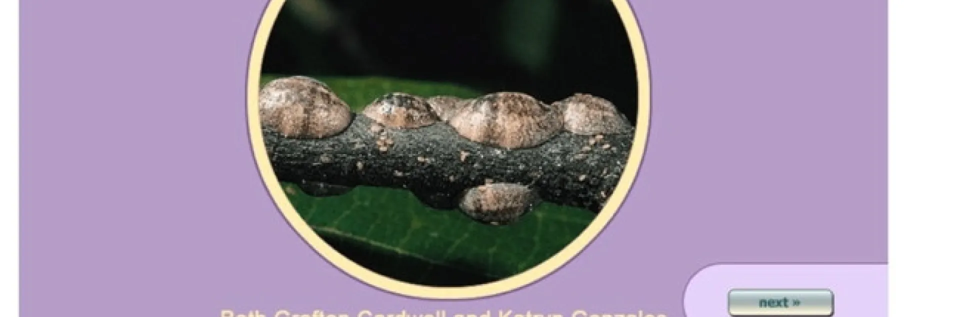 IPM Webinars with CEUs | UC Agriculture and Natural Resources