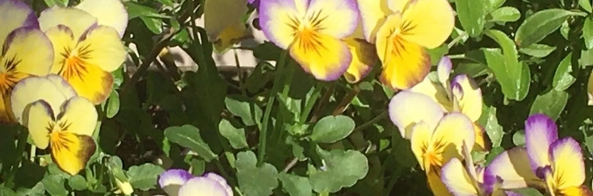 Johnny Jump Up | UC Agriculture and Natural Resources