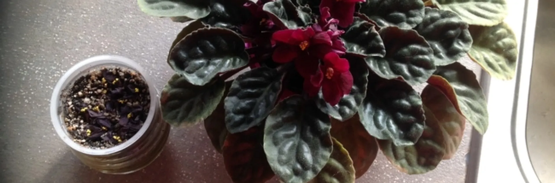 My African Violet Experiment | UC Agriculture and Natural Resources