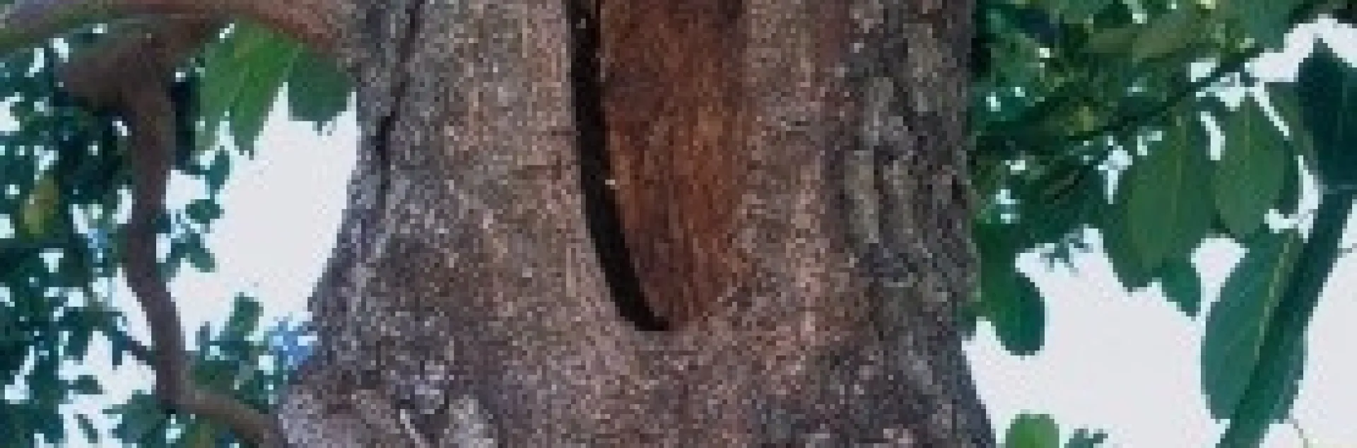 Tree Decay | UC Agriculture and Natural Resources