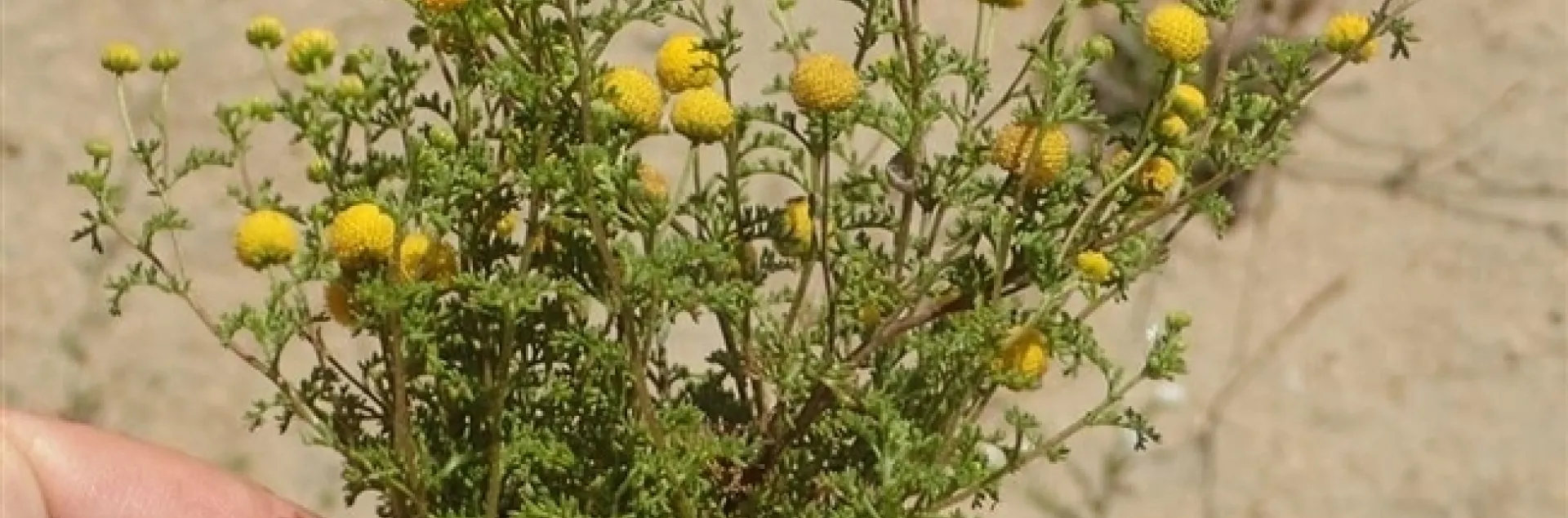 Stinknet? | UC Agriculture and Natural Resources
