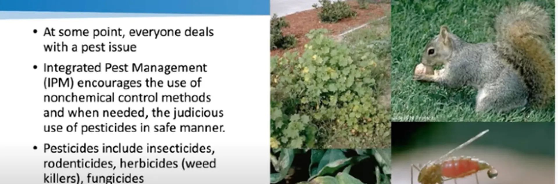 Strategic Initiative Brief: Spotlight on Urban IPM and enhancing our ...