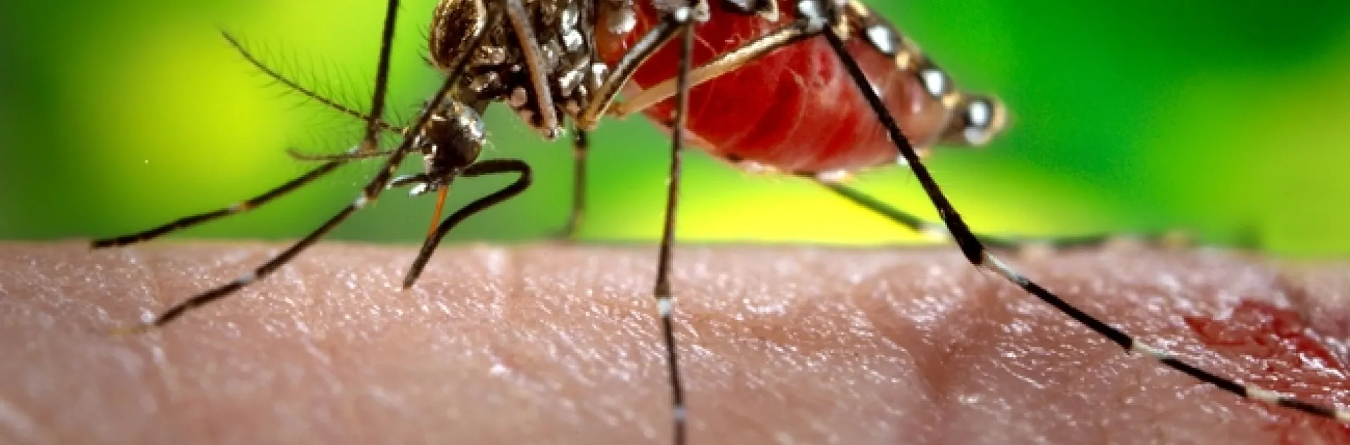 Mosquitoes: what's the buzz? | UC Agriculture and Natural Resources