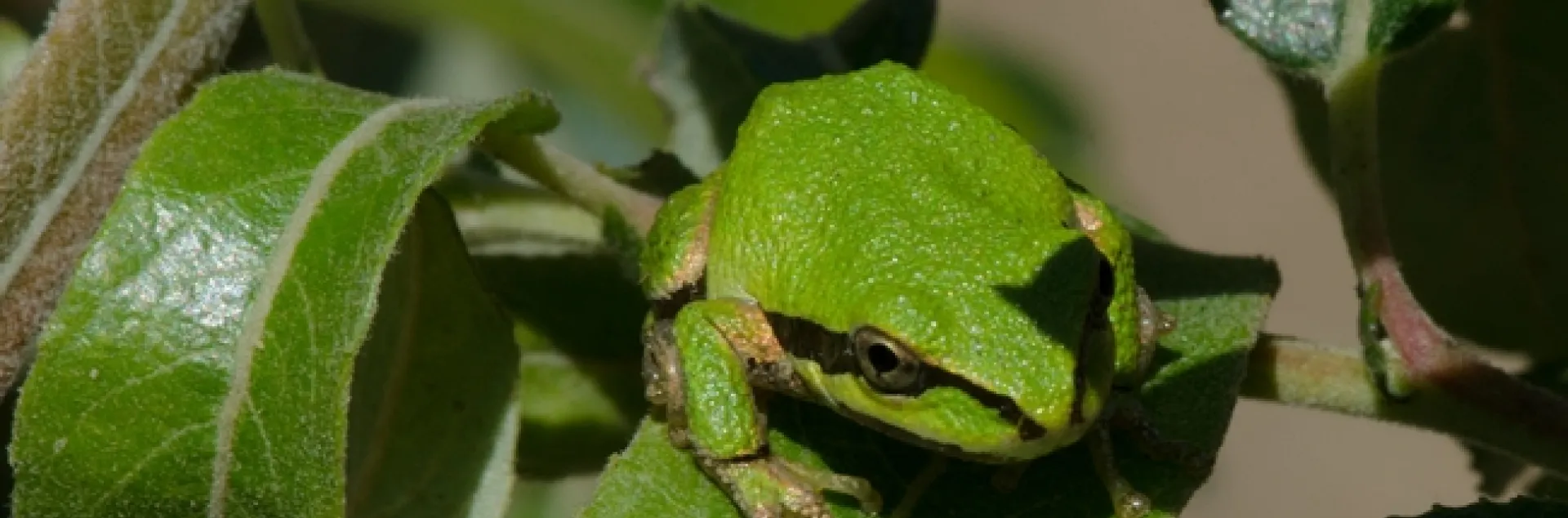 Tree Frogs | UC Agriculture and Natural Resources