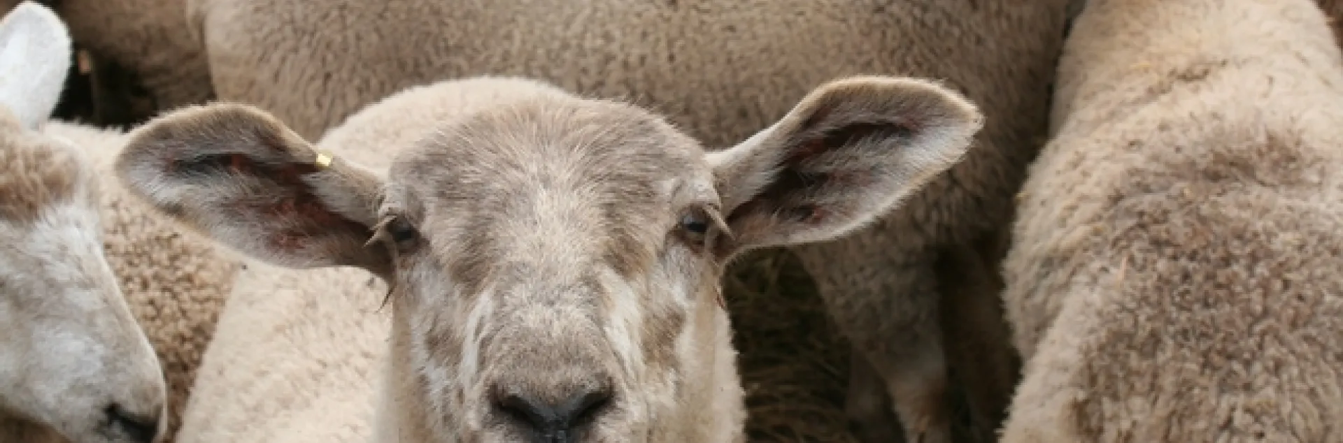 What Do You Do With the Tail End?! | UC Agriculture and Natural Resources