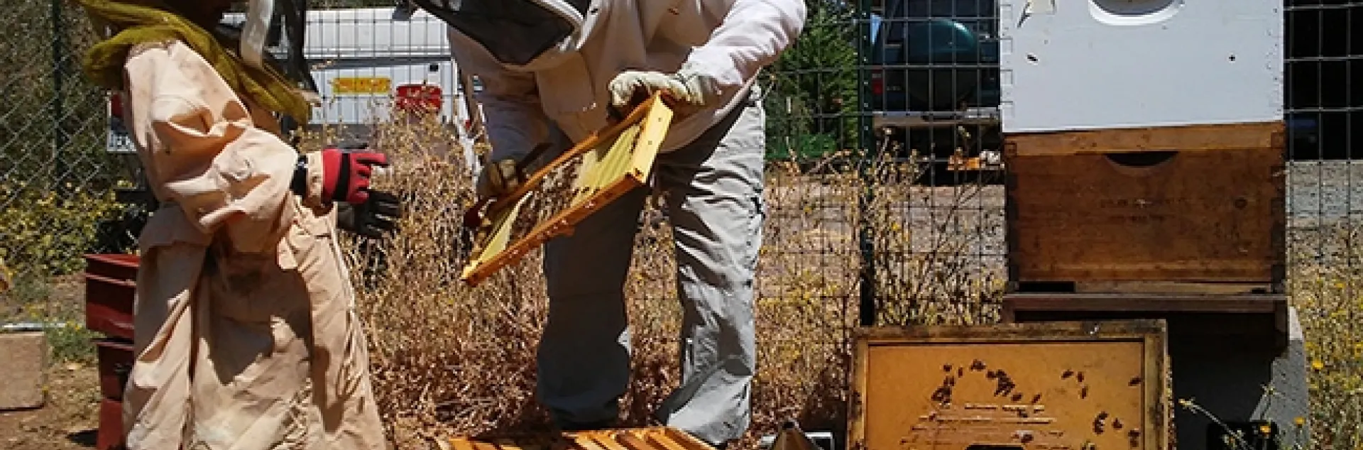 California Master Beekeeper Program Certifies First-Ever Master Beekeeper | UC Agriculture and ...