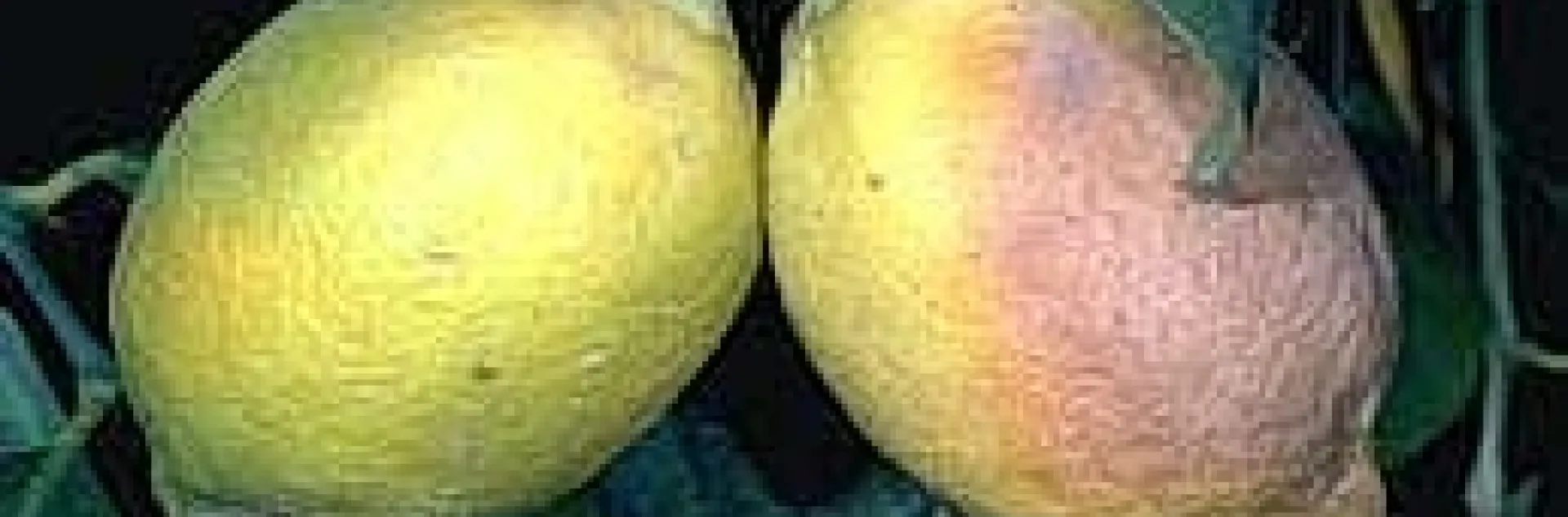 Phytophthora Brown Rot of Citrus - something to look out for this fall ...