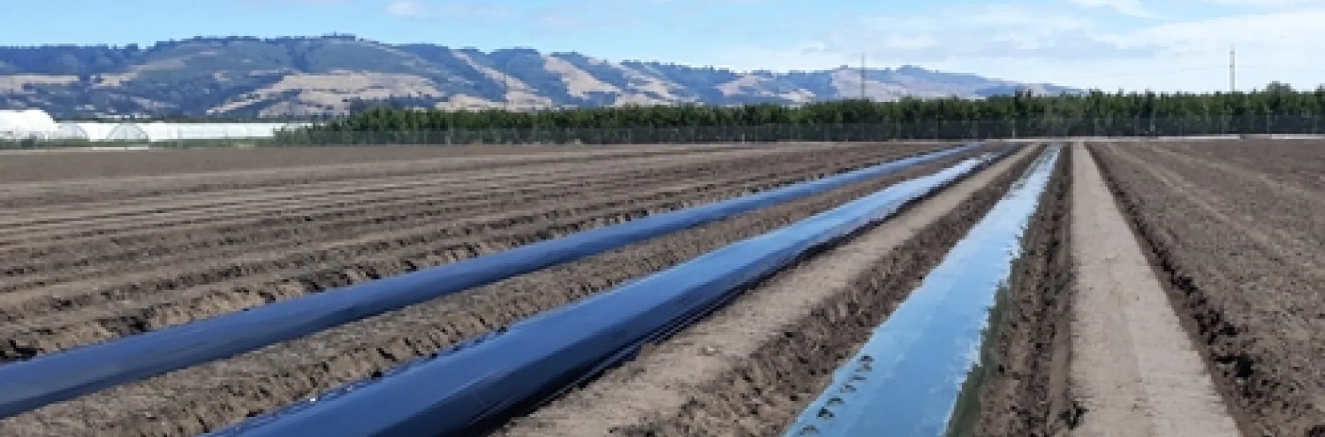 Update on Soil Biodegradable Mulches | UC Agriculture and Natural Resources