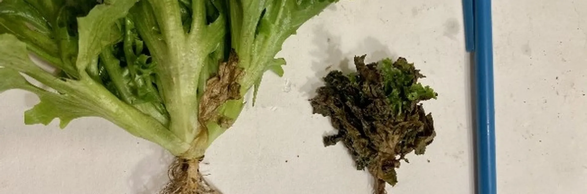 Strategies to Control Pythium wilt of Lettuce | Salinas Valley Agriculture