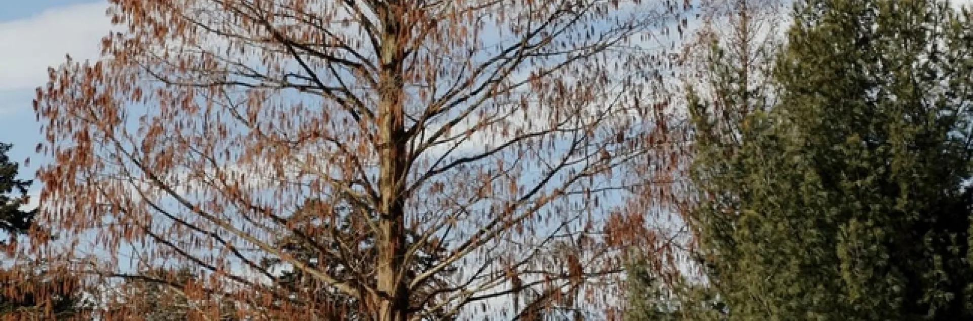 Horticultural Terms: Tree Forms | Garden Notes