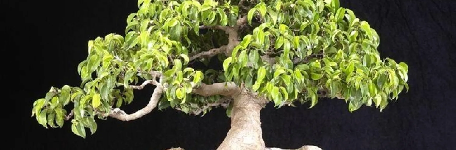 Bonsai Ficus | UC Agriculture and Natural Resources