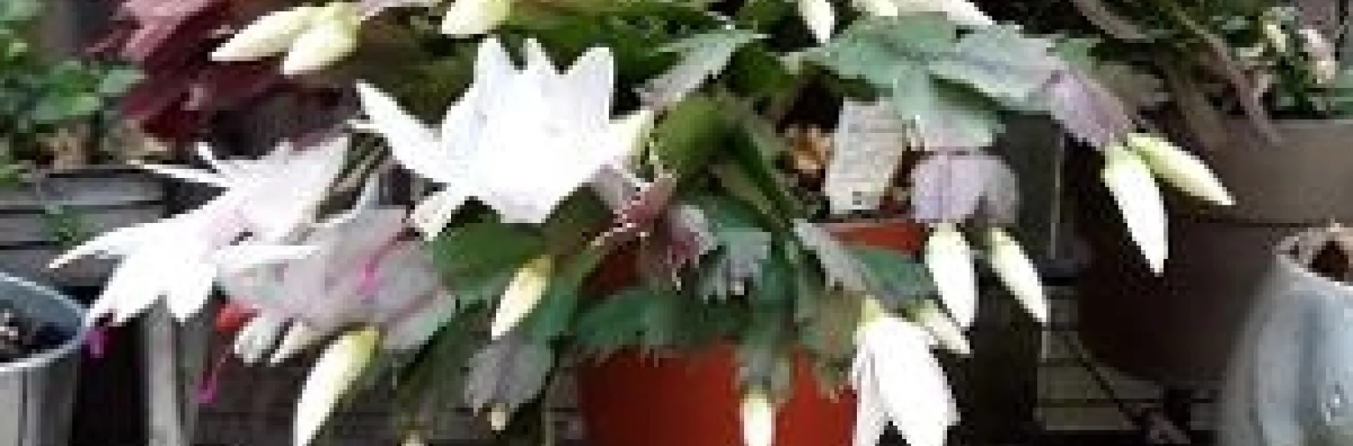 Christmas Cactus | UC Agriculture and Natural Resources