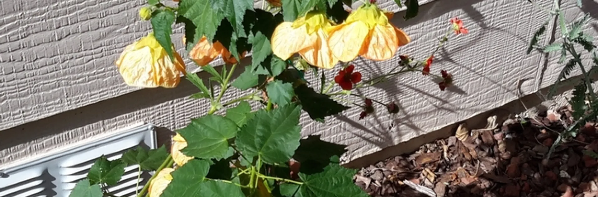 Flowering Maple | UC Agriculture and Natural Resources