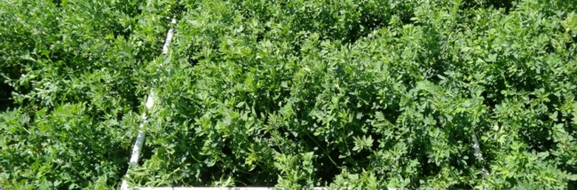 Pre-plant weed management followed by in-season weed control improves ...
