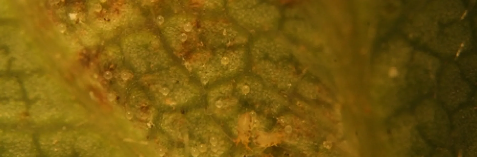 Twospotted Spider Mite and Lewis Mite Side by Side | UC Agriculture and ...