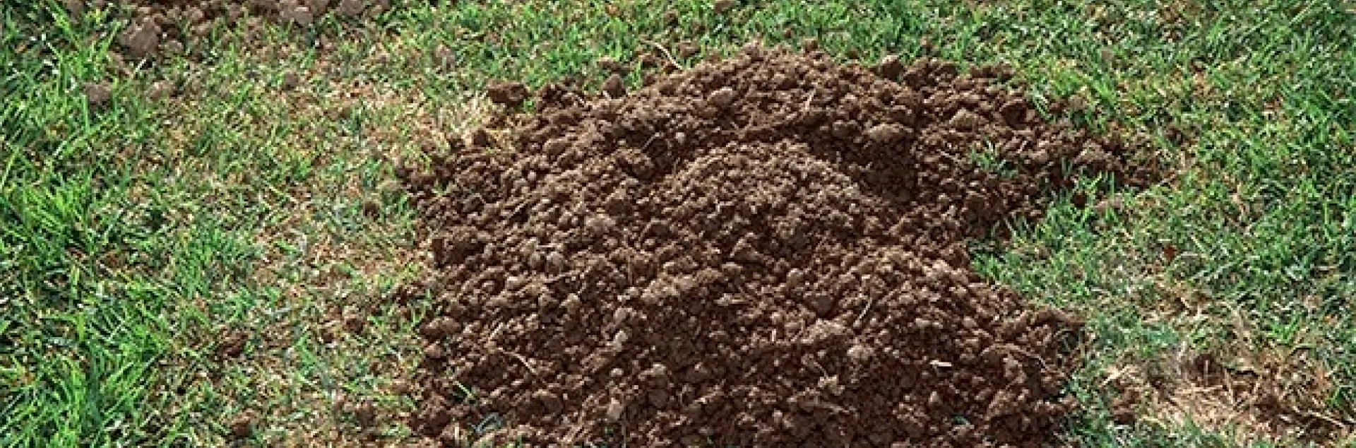 On-Line Gopher Control | UC Agriculture and Natural Resources