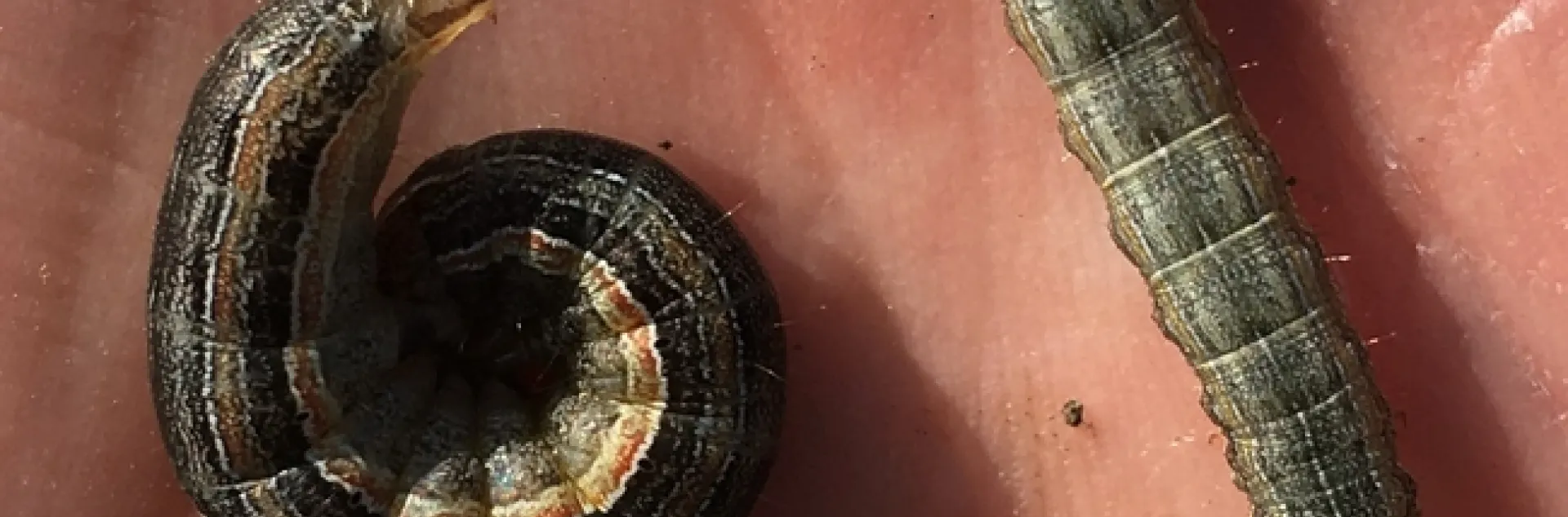 2021 Delta Rice Armyworm Trapping Begins | SJC and Delta Field Crops