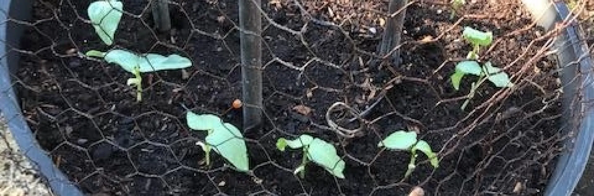 Hints, Hacks, Common Sense, and Science | Garden Notes