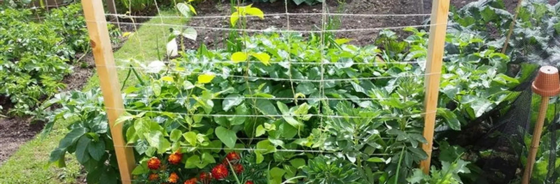 French Intensive Gardening. | UC Agriculture and Natural Resources