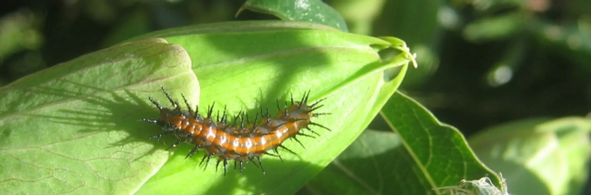 Some Thoughts about Using Insecticides | UC Agriculture and Natural ...