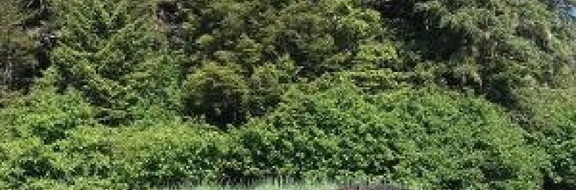 More Alaskan Plants | UC Agriculture and Natural Resources