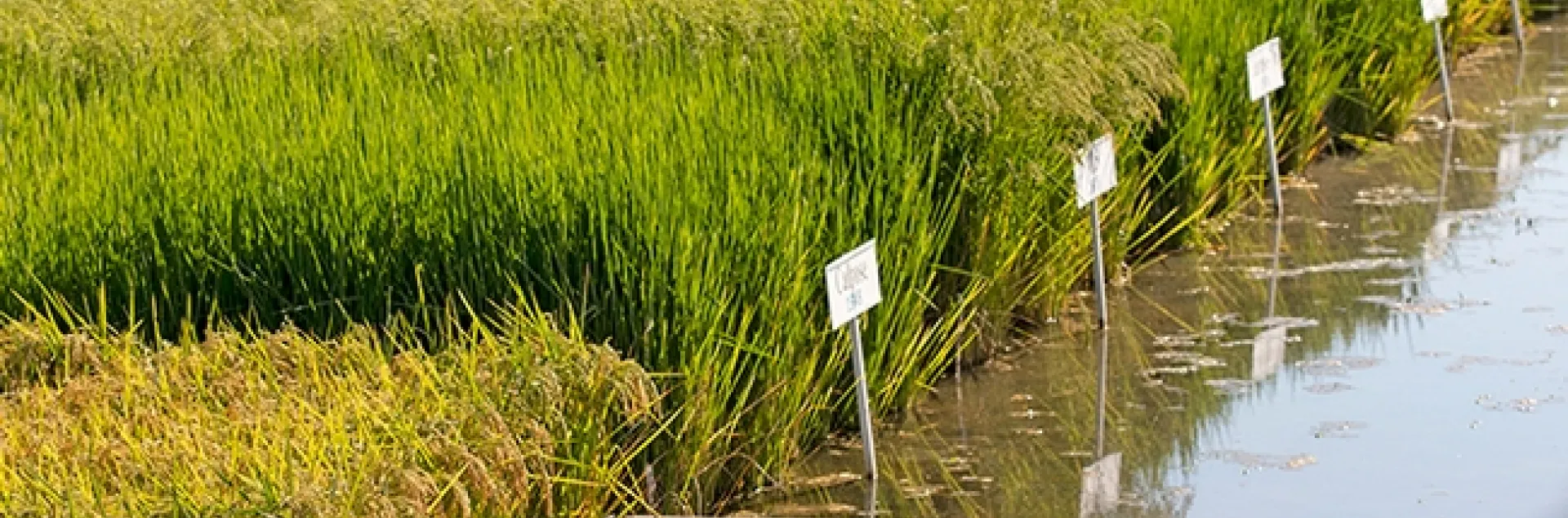 Annual California Rice Field Day | UC Agriculture and Natural Resources
