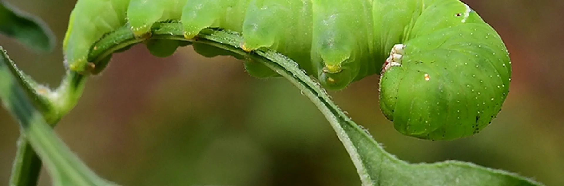 The Hornworms Are Not Your Friends | UC Agriculture and Natural Resources