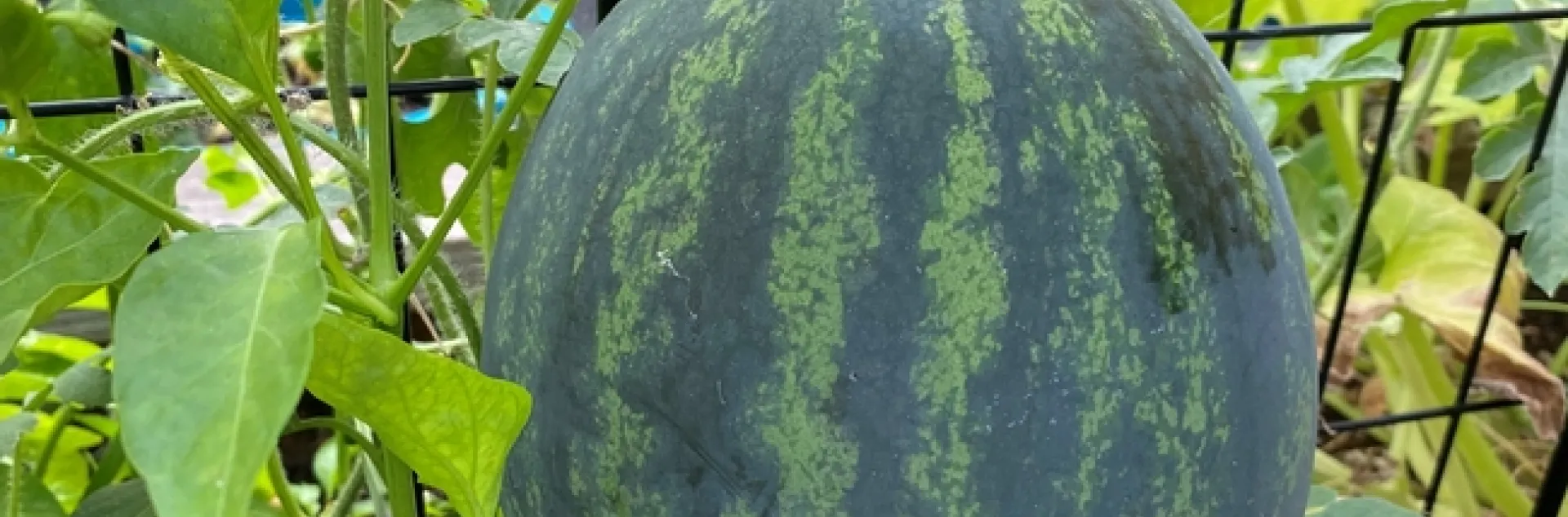 Mini Love Watermelon | UC Agriculture and Natural Resources