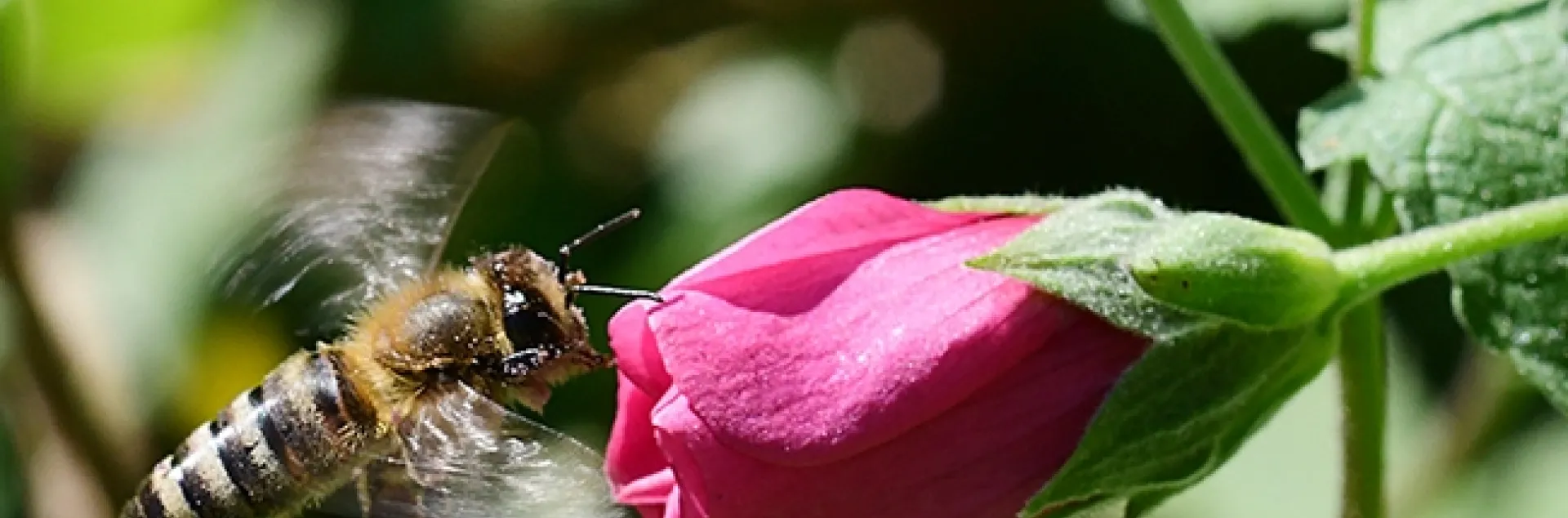 Sorry, We're Closed? Not the California Master Beekeeper Program! | UC ...