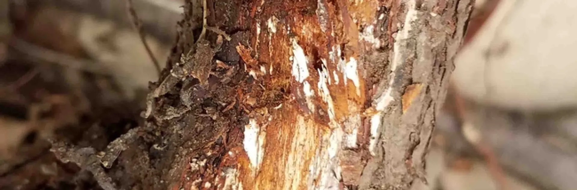 Oak Root Fungus - Armillaria mellea | UC Agriculture and Natural Resources