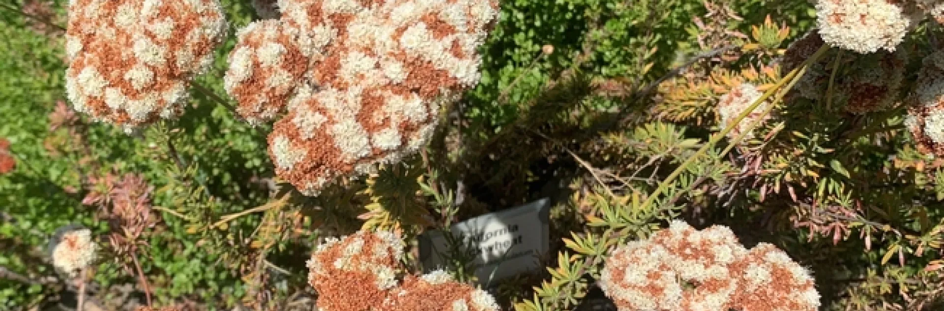 Community Connections: Native Plant Gardens to Visit for Inspiration ...