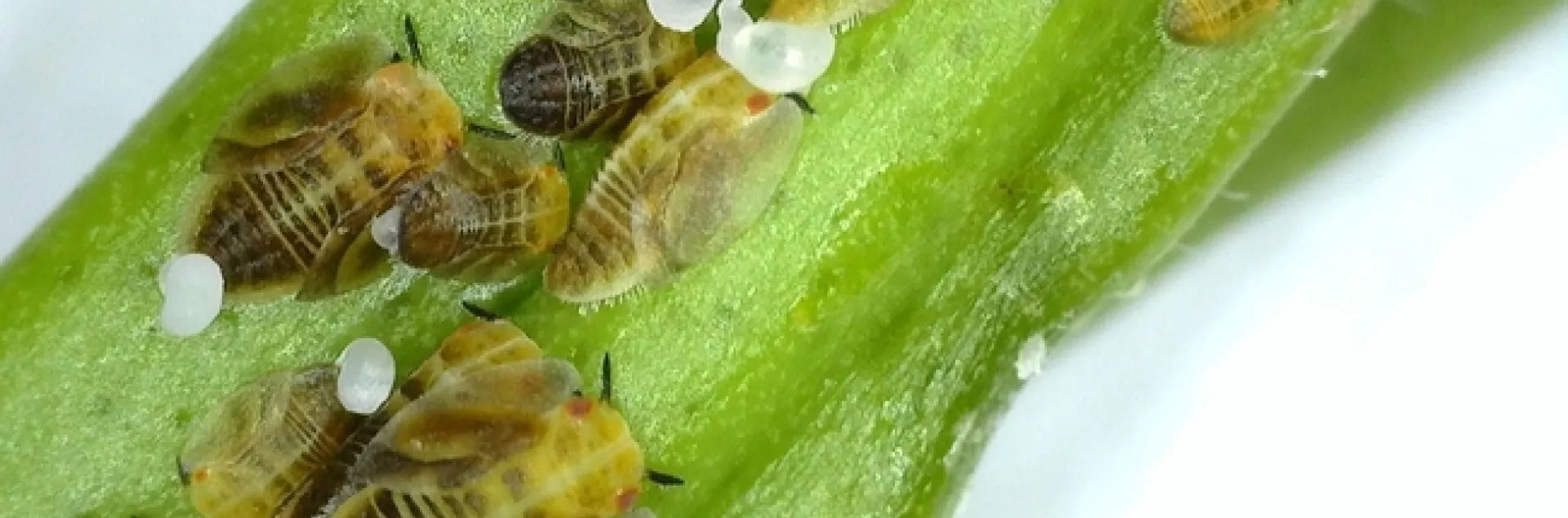 ACP Map and Management Web Update | UC Agriculture and Natural Resources